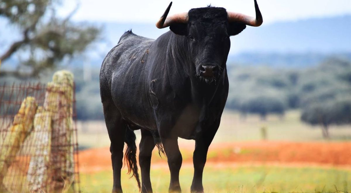 Descubre el mensaje detrás de soñar con un toro negro Descubre el mensaje detrás de soñar con un toro negro